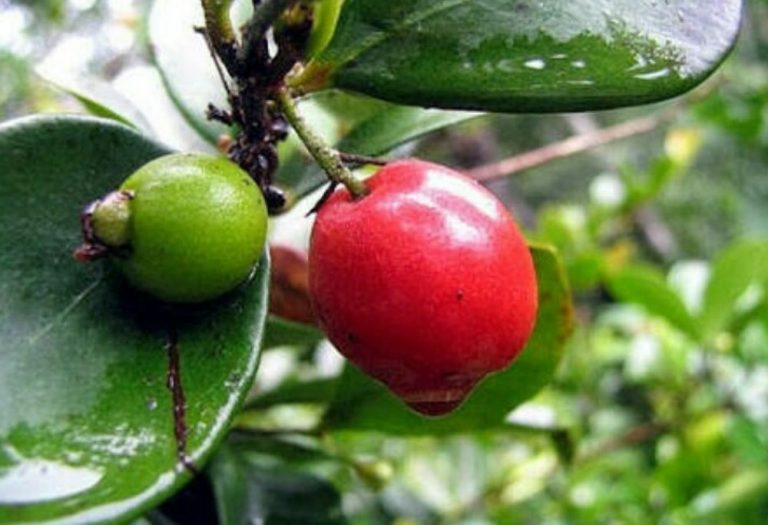 Beach cherry - Bali Organic Center