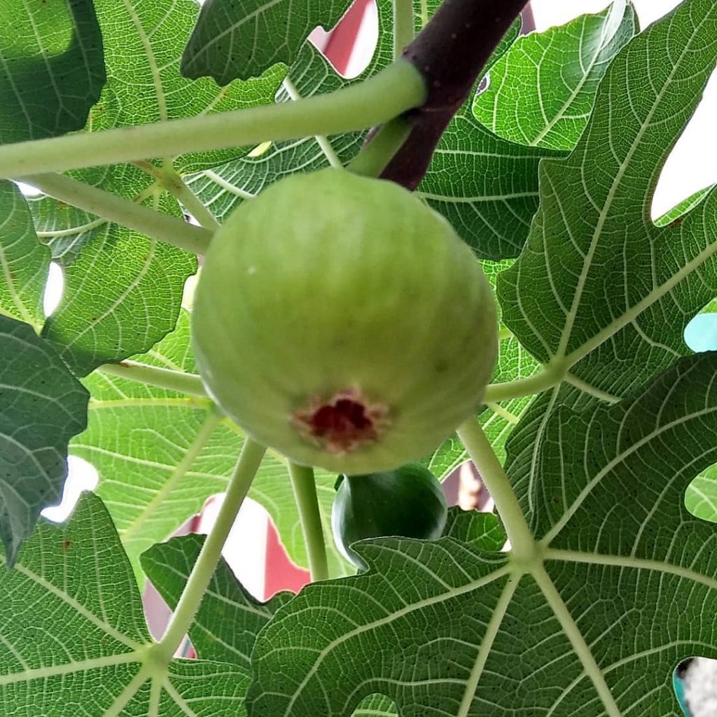Fig Green Jordan - Bali Organic Center